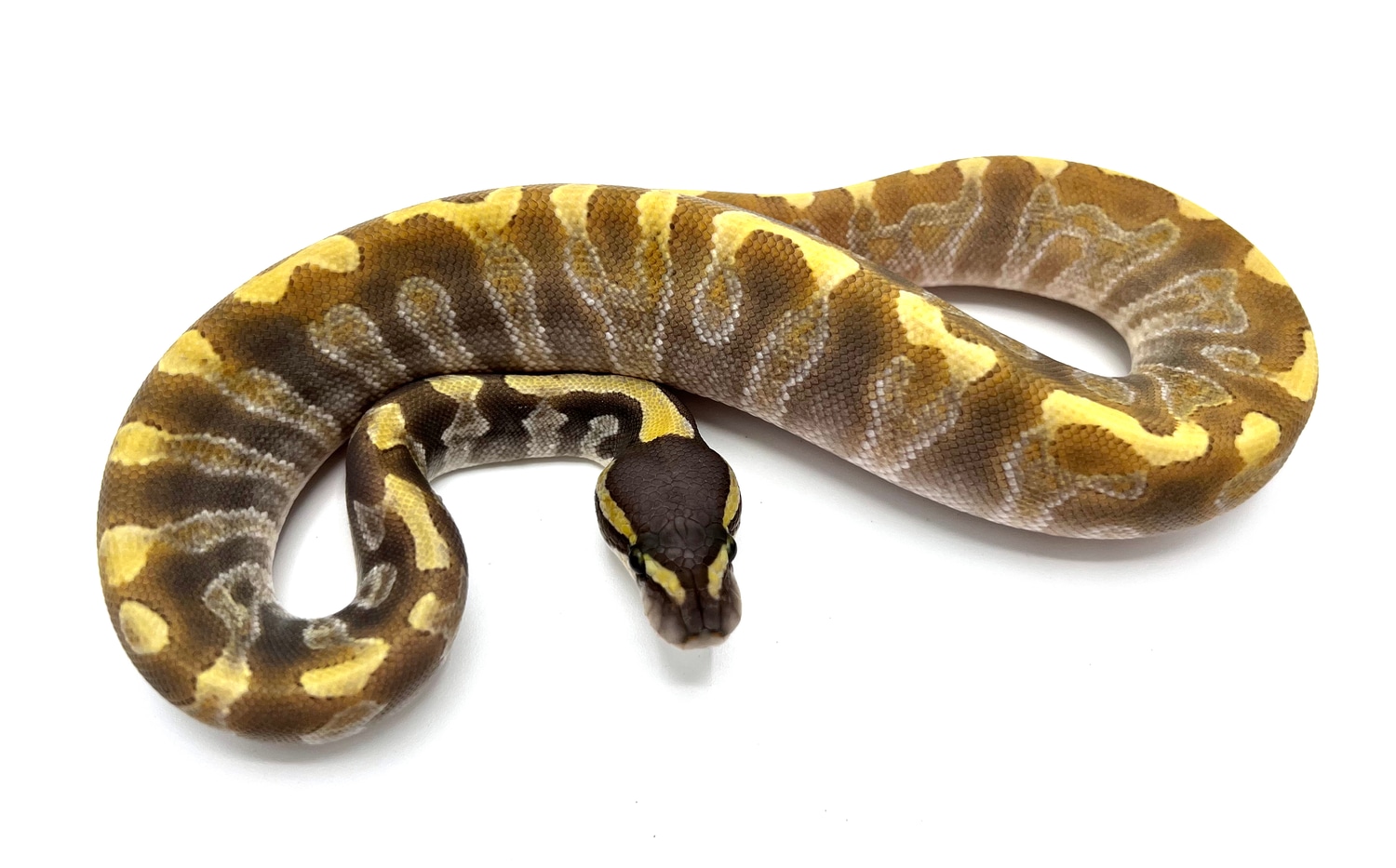 Hypo Super Enchi GHI Mojave Ball Python by Royal Constrictor Designs ...