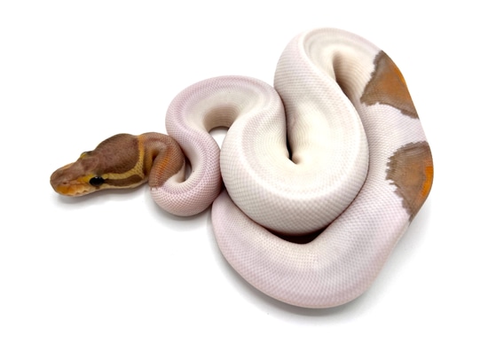 Coral Glow Black Pastel Pied Ball Python by Royal Constrictor Designs