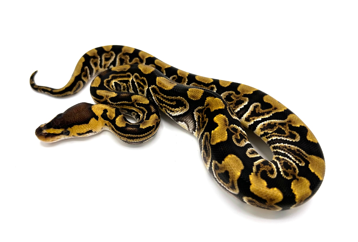 GHI Crypton Ball Python by Royal Constrictor Designs - MorphMarket