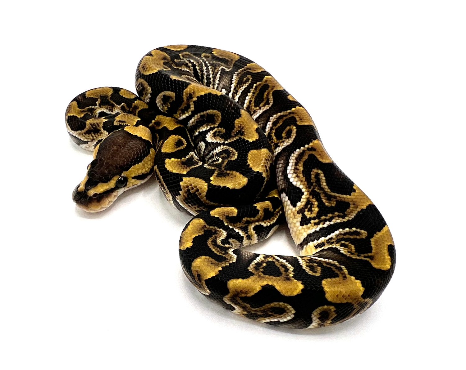 GHI Crypton Ball Python by Royal Constrictor Designs - MorphMarket