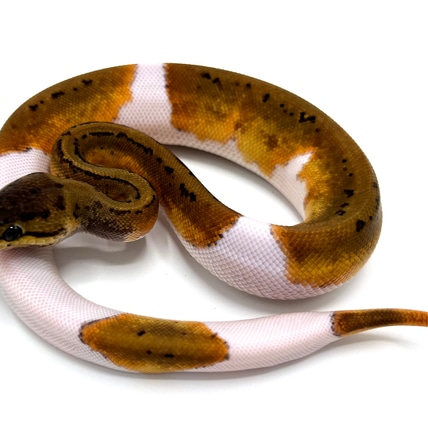 GHI Crypton Ball Python by Royal Constrictor Designs - MorphMarket