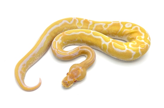 Albino Champagne Leopard Ball Python by Royal Constrictor Designs