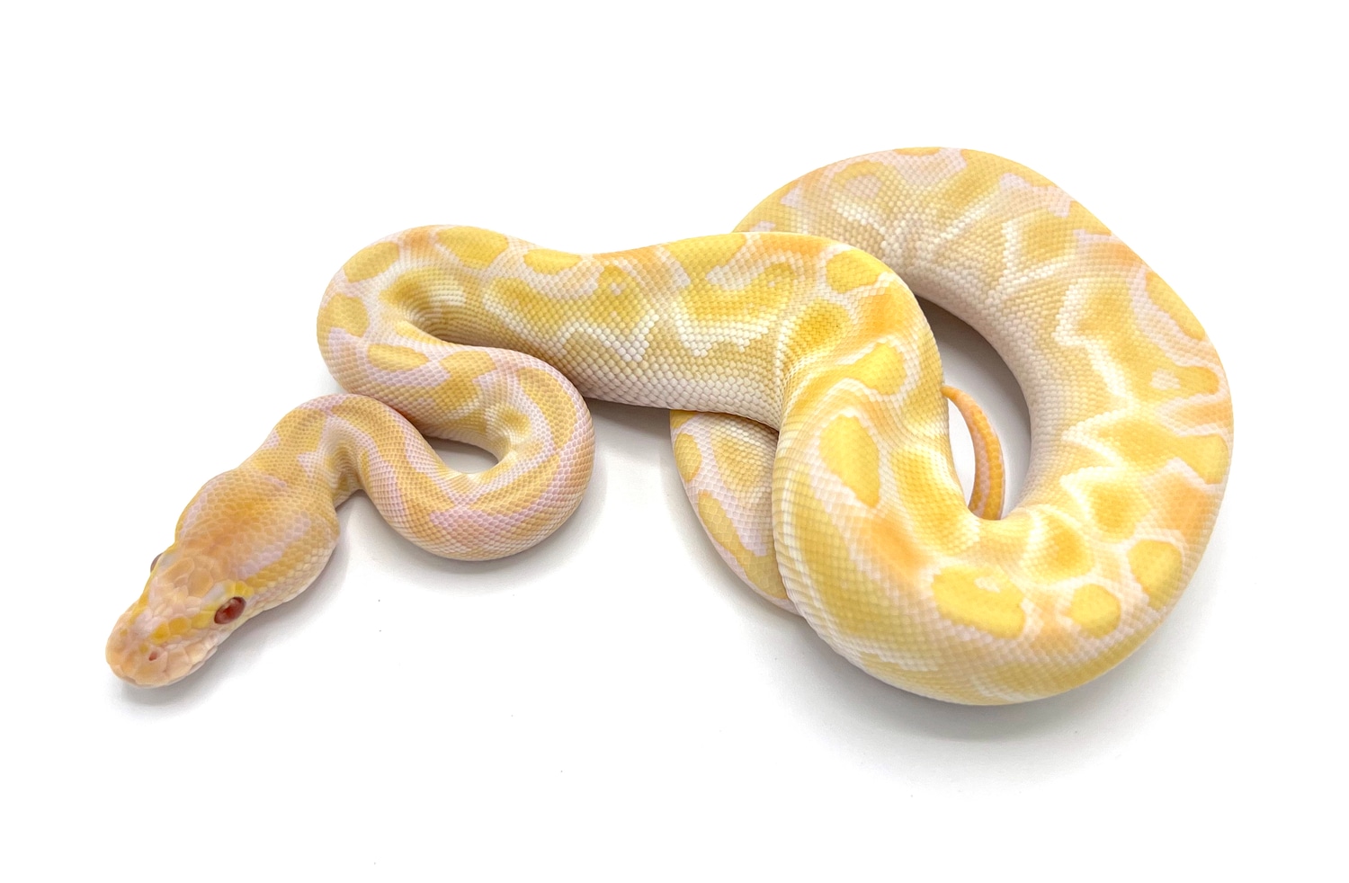 Lavender Albino Butter Ball Python by Royal Constrictor Designs ...