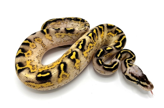 Pastel Freeway Ball Python by Royal Constrictor Designs