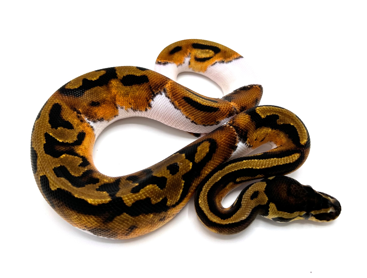 Pied Ball Python by Royal Constrictor Designs - MorphMarket
