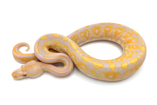 Toffino Black Pastel Ball Python by Royal Constrictor Designs