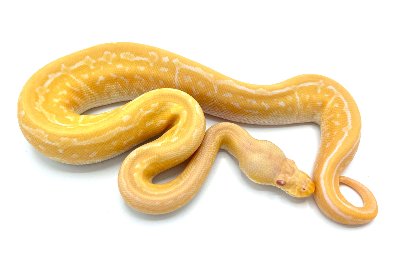 Albino Black Pastel Pinstripe Ball Python by Royal Constrictor Designs ...