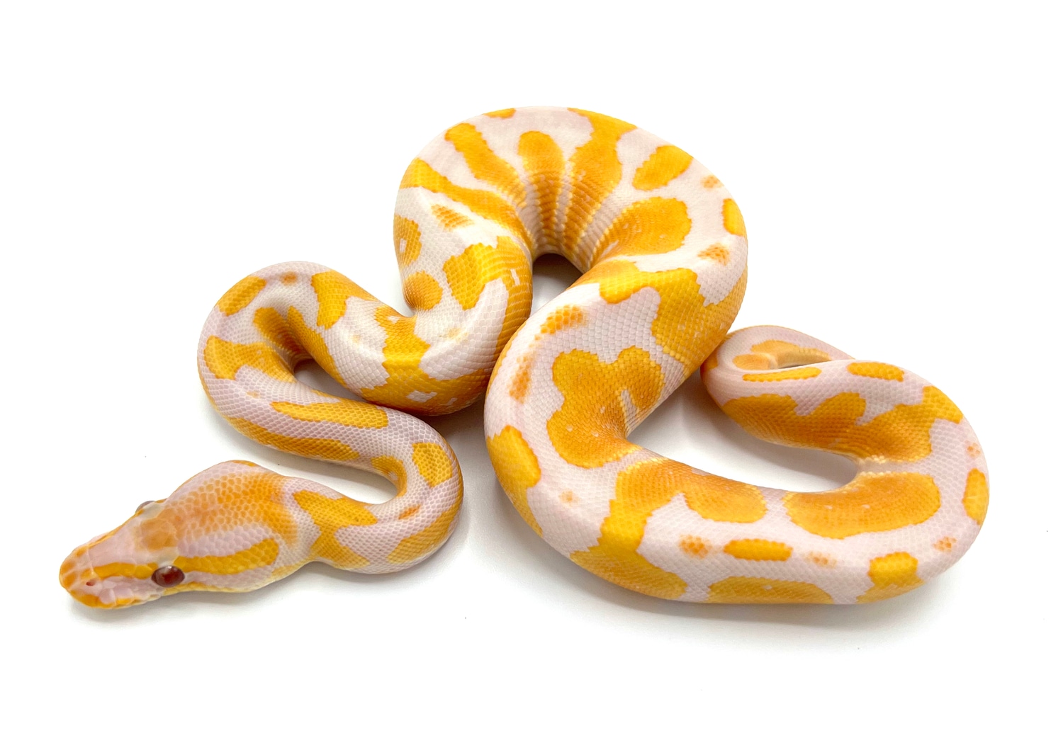Lavender Albino Ball Python by Royal Constrictor Designs - MorphMarket