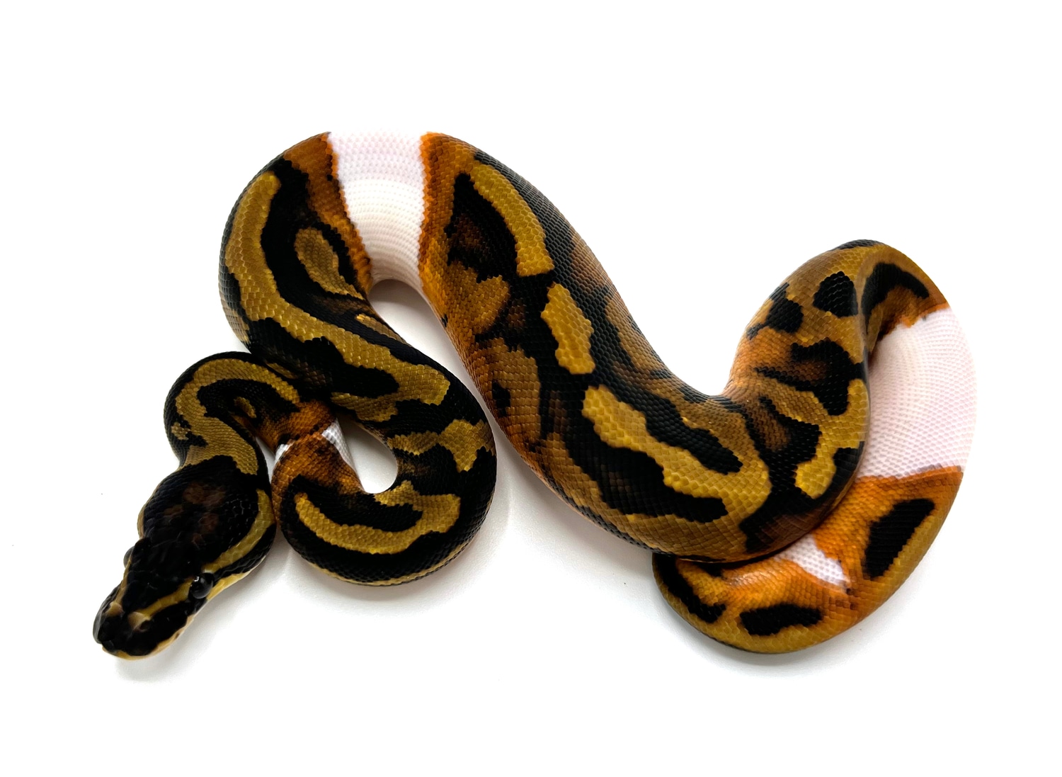 Pied Ball Python by Royal Constrictor Designs - MorphMarket