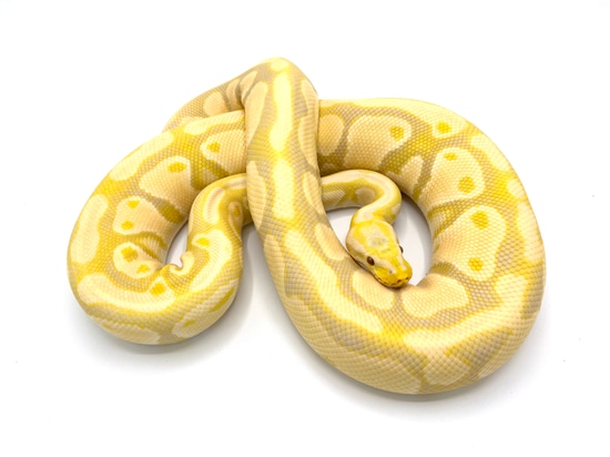 Pastel Toffino Breeder Ball Python by Royal Constrictor Designs