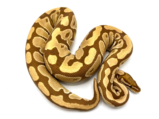 Ultramel Ball Python by Royal Constrictor Designs