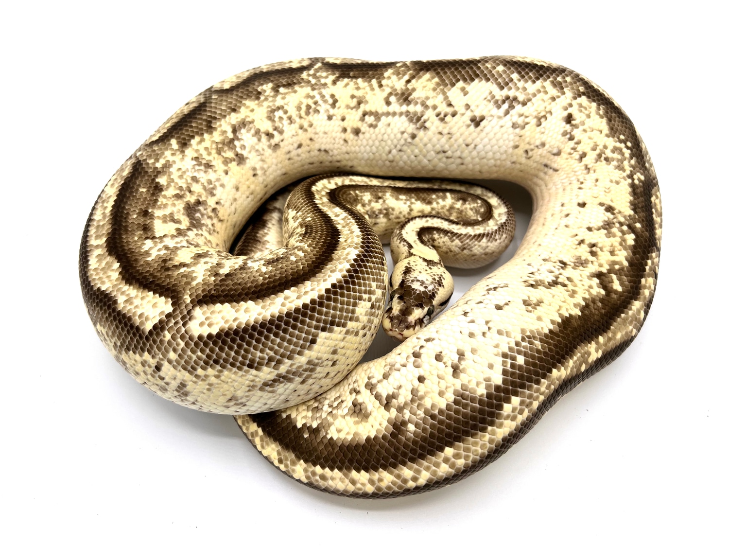 Pastel Superstripe Breeder Ball Python by Royal Constrictor Designs ...