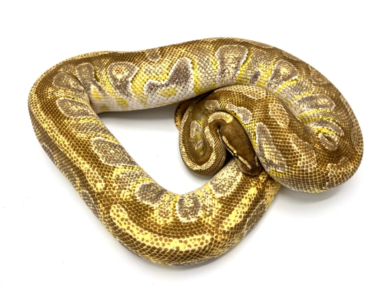 Enchi Mojave Fire + ? Breeder Ball Python by Royal Constrictor Designs