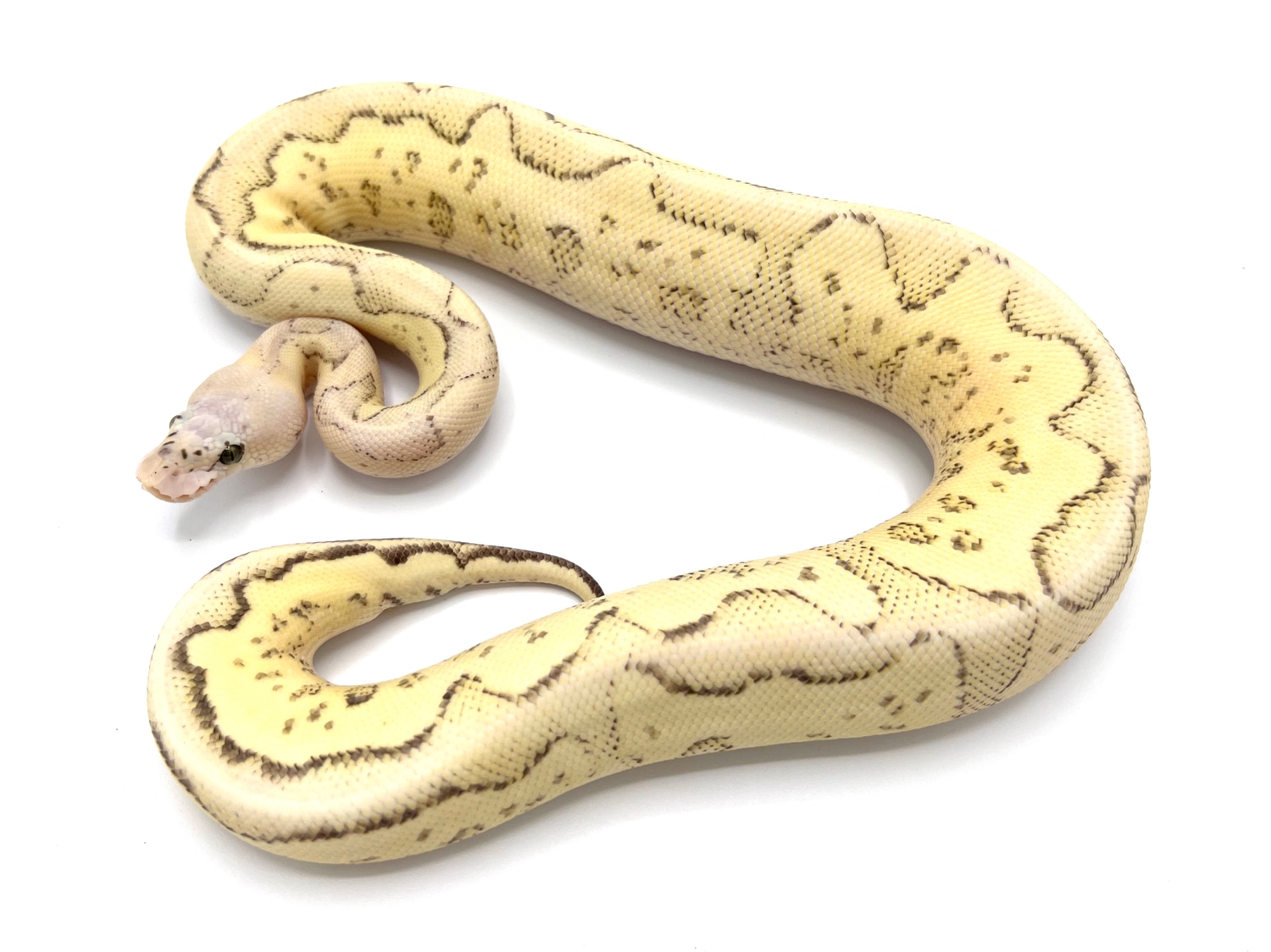 Vanilla Scream Clown Ball Python by Royal Constrictor Designs - MorphMarket