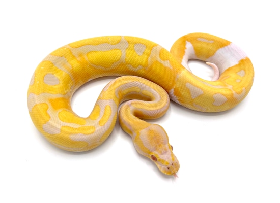 Toffino Pied Ball Python by Royal Constrictor Designs