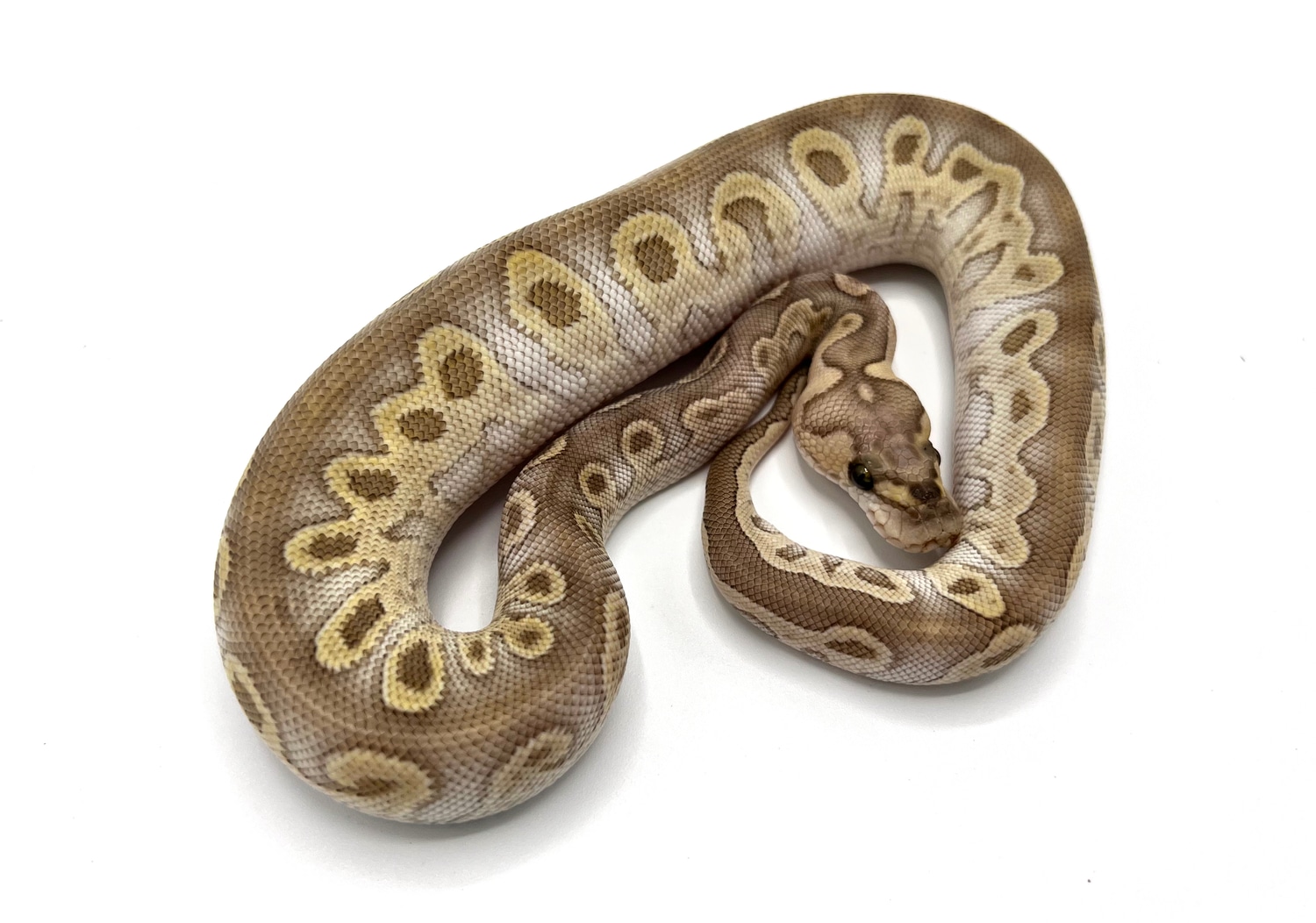 GHi Lesser Clown Ball Python by Royal Constrictor Designs - MorphMarket