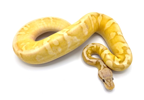Banana Pastel Calico (Probable Yellowbelly) Ball Python by Royal ...