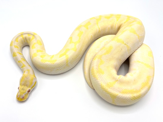 Albino Bamboo Breeder Ball Python by Royal Constrictor Designs