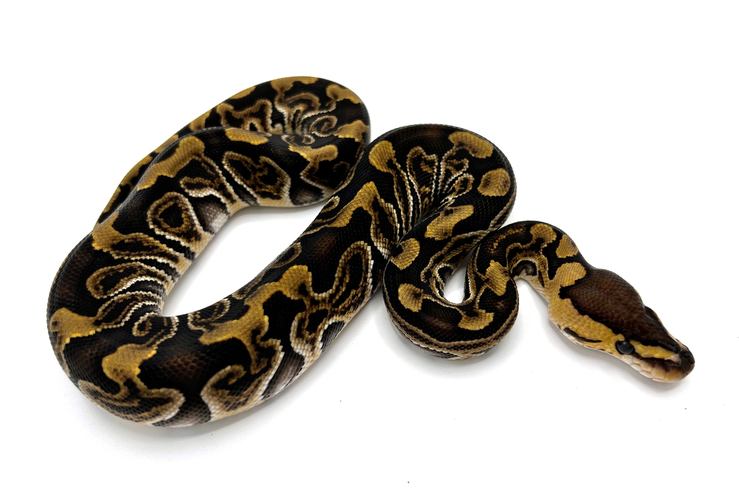 GHI Crypton Ball Python by Royal Constrictor Designs - MorphMarket