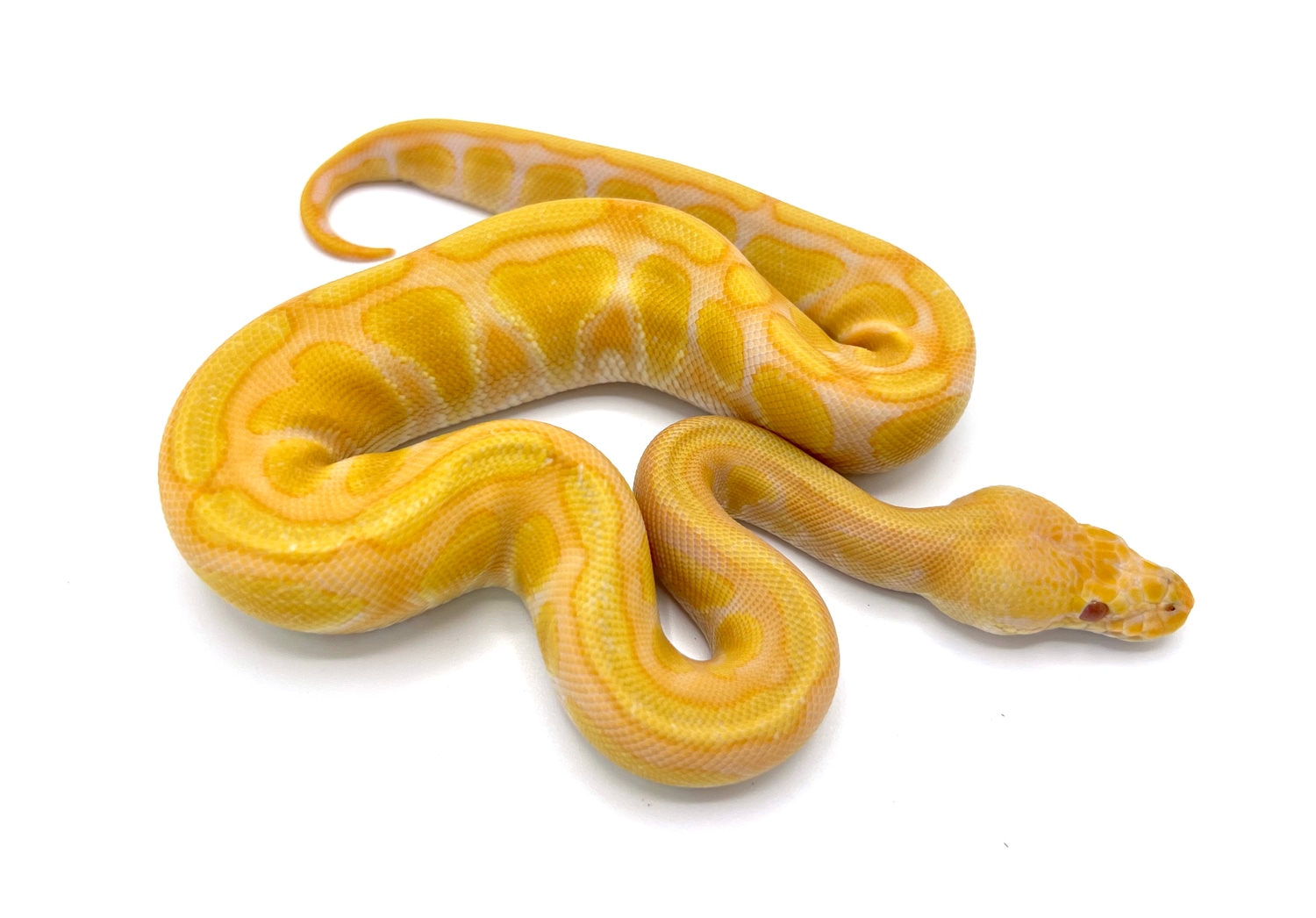Albino Enchi 100% Het Clown Ball Python by Royal Constrictor Designs - MorphMarket