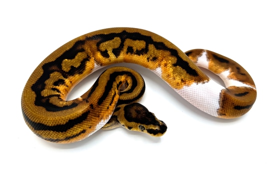 Crypton Pied Ball Python by Royal Constrictor Designs