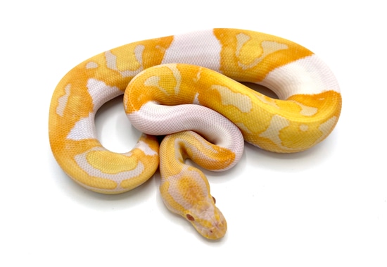 Toffino Pied Ball Python by Royal Constrictor Designs