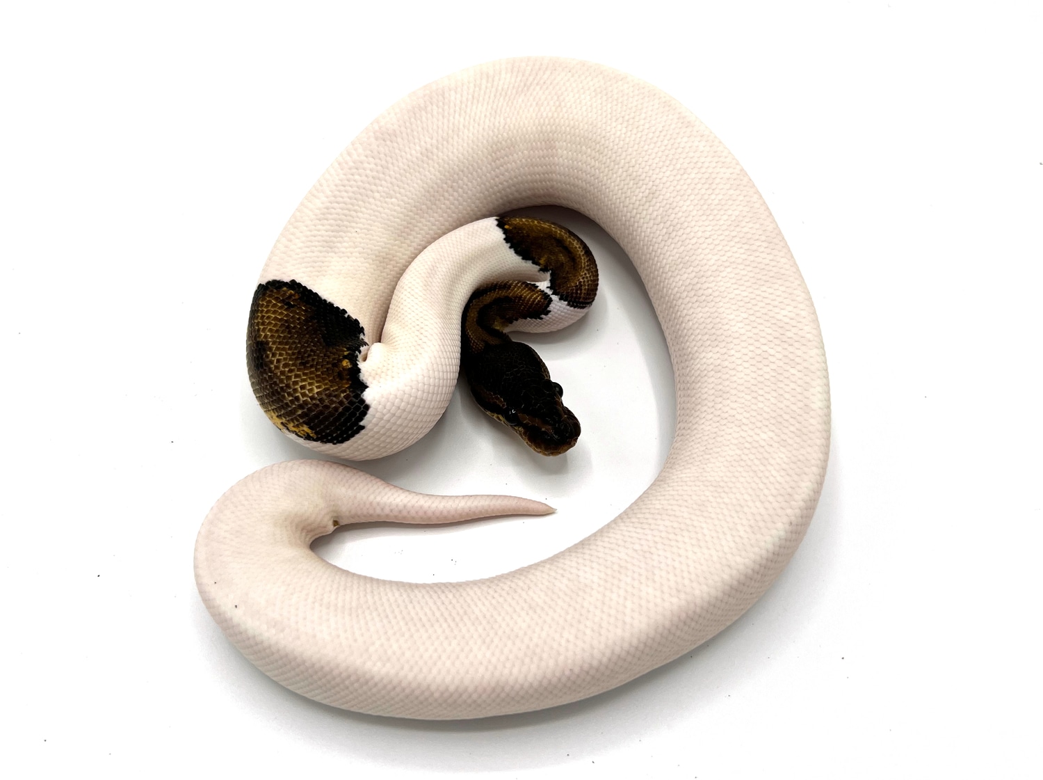 Mahogany Pied Ball Python by Royal Constrictor Designs - MorphMarket