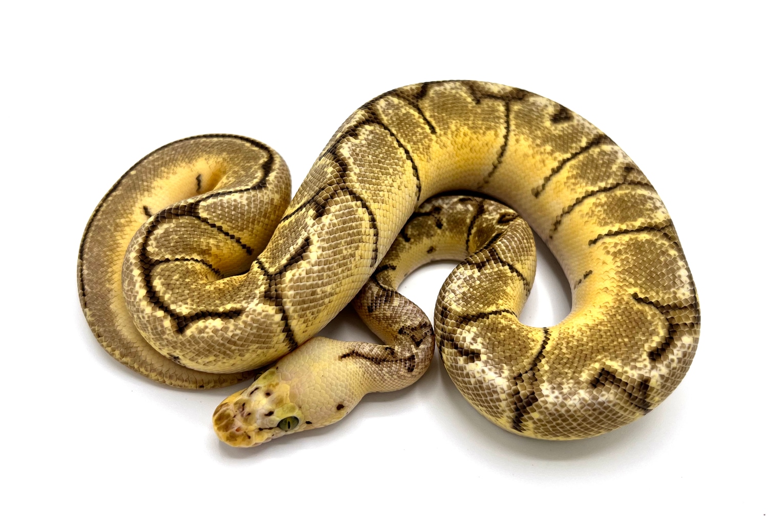 Bumblebee Clown Ball Python by Royal Constrictor Designs - MorphMarket