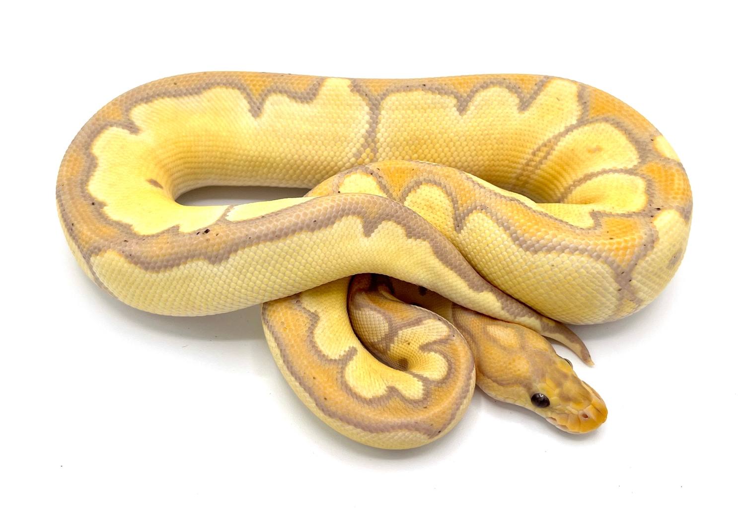 Banana Clown Ball Python by Royal Constrictor Designs - MorphMarket