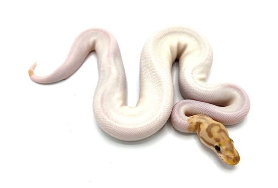 Coral Glow Spider Pied Ball Python by Royal Constrictor Designs