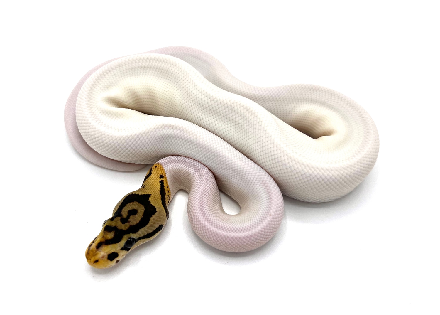 Spider Pied Ball Python by Royal Constrictor Designs - MorphMarket