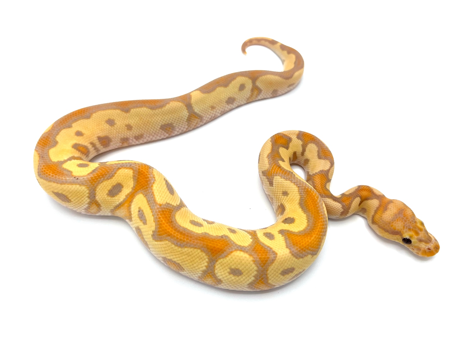 Banana Clown Ball Python by Royal Constrictor Designs - MorphMarket
