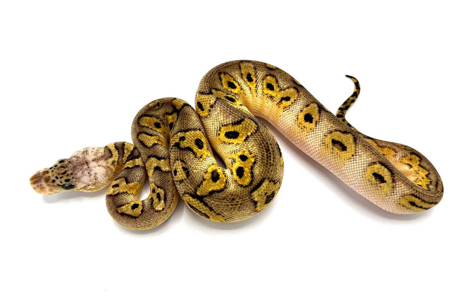 Pastel Bongo Clown Ball Python by Royal Constrictor Designs - MorphMarket