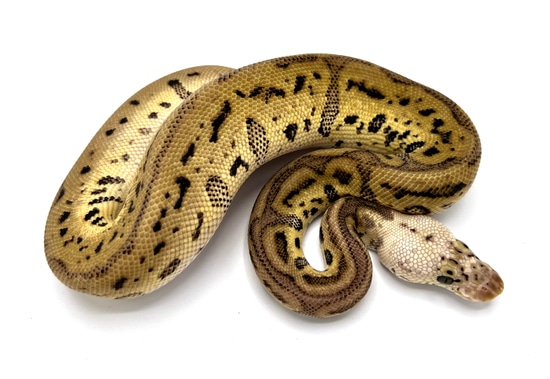 Pastel Batman Ball Python by Royal Constrictor Designs