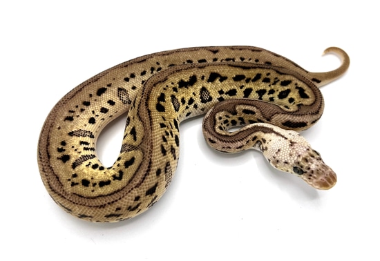 Pastel Batman Ball Python by Royal Constrictor Designs