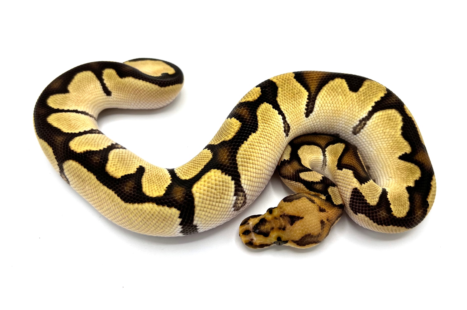 Vanilla Or Fire Clown Ball Python by Royal Constrictor Designs ...