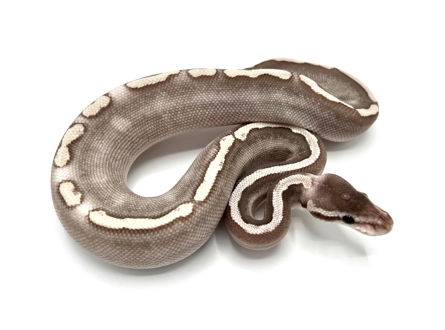 GHI Super Mystic Ball Python by Royal Constrictor Designs - MorphMarket