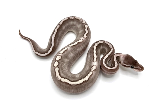 GHI Super Mystic Ball Python by Royal Constrictor Designs
