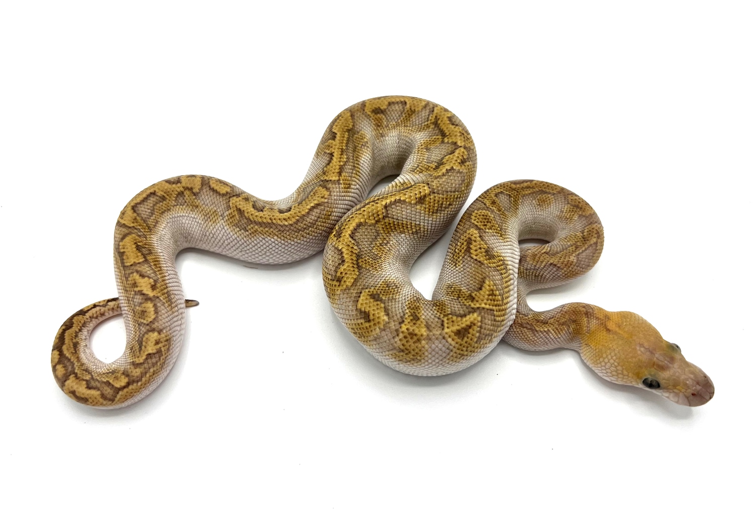 Pinstripe GHI Mojave Clown Ball Python by Royal Constrictor Designs ...
