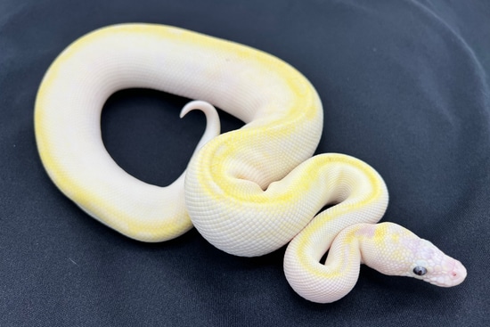Bamboo Special Ball Python by Royal Constrictor Designs