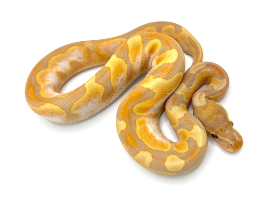 Banana Enchi Calico Yellowbelly Ultramel Ball Python by Royal ...