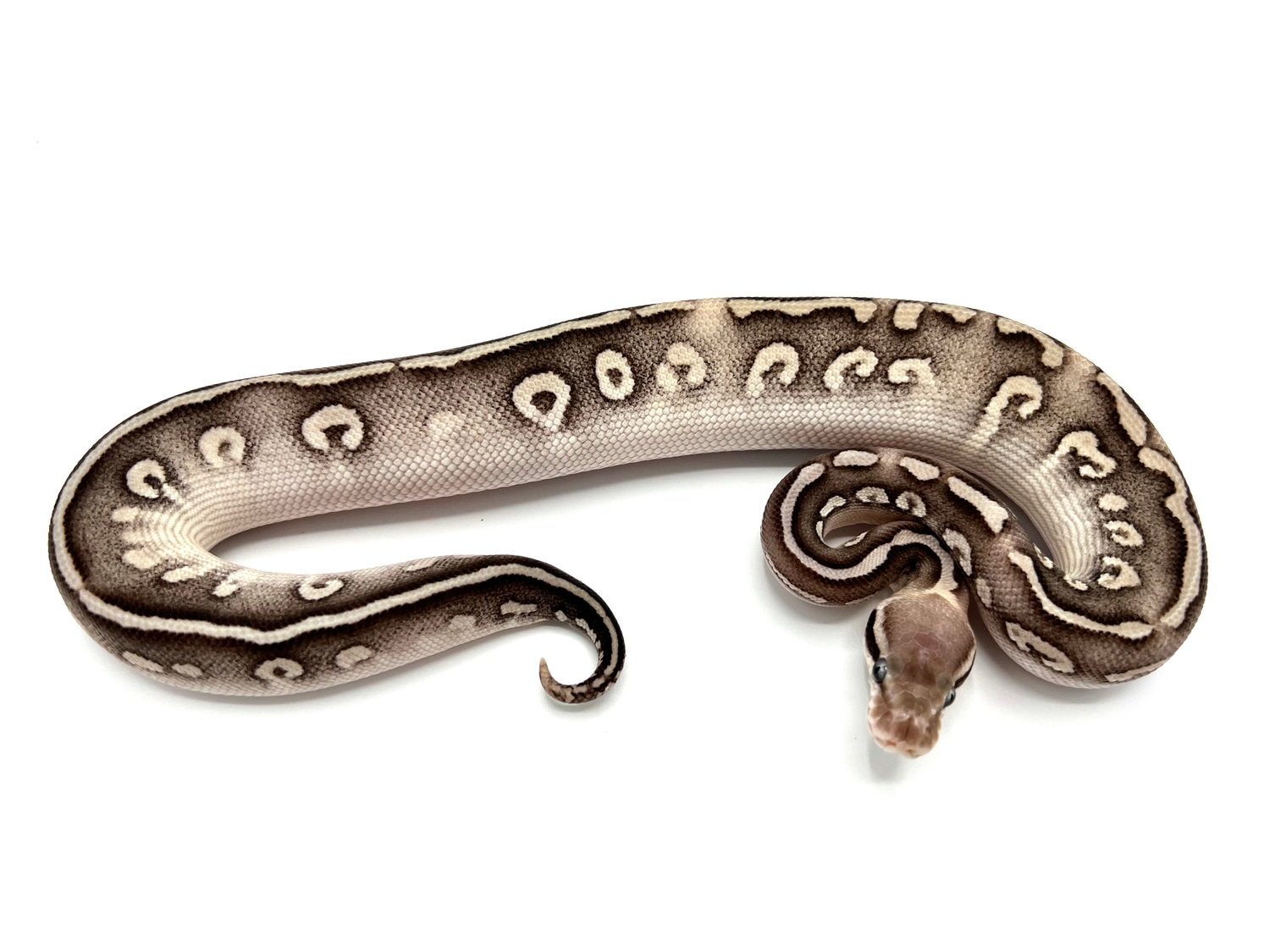 Pastel Super Mystic Ball Python by Royal Constrictor Designs - MorphMarket