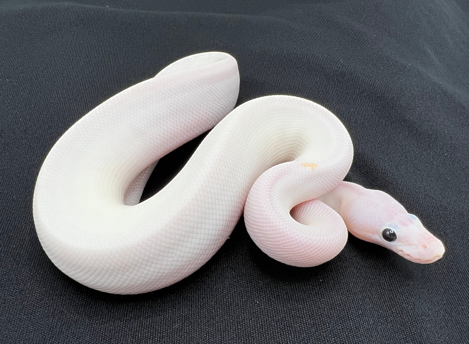 Super Fire Ball Python by Royal Constrictor Designs - MorphMarket