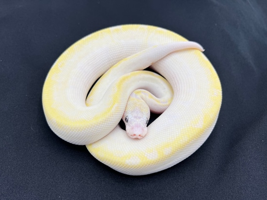 Bamboo Special Ball Python by Royal Constrictor Designs