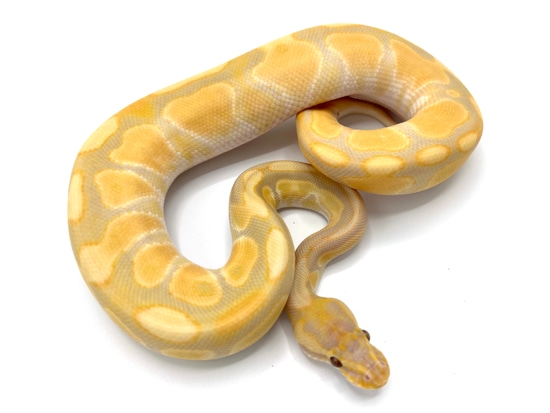 Toffino Enchi Ball Python by Royal Constrictor Designs