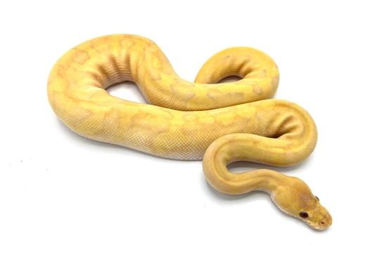 Toffino Enchi Champagne Ball Python by Royal Constrictor Designs