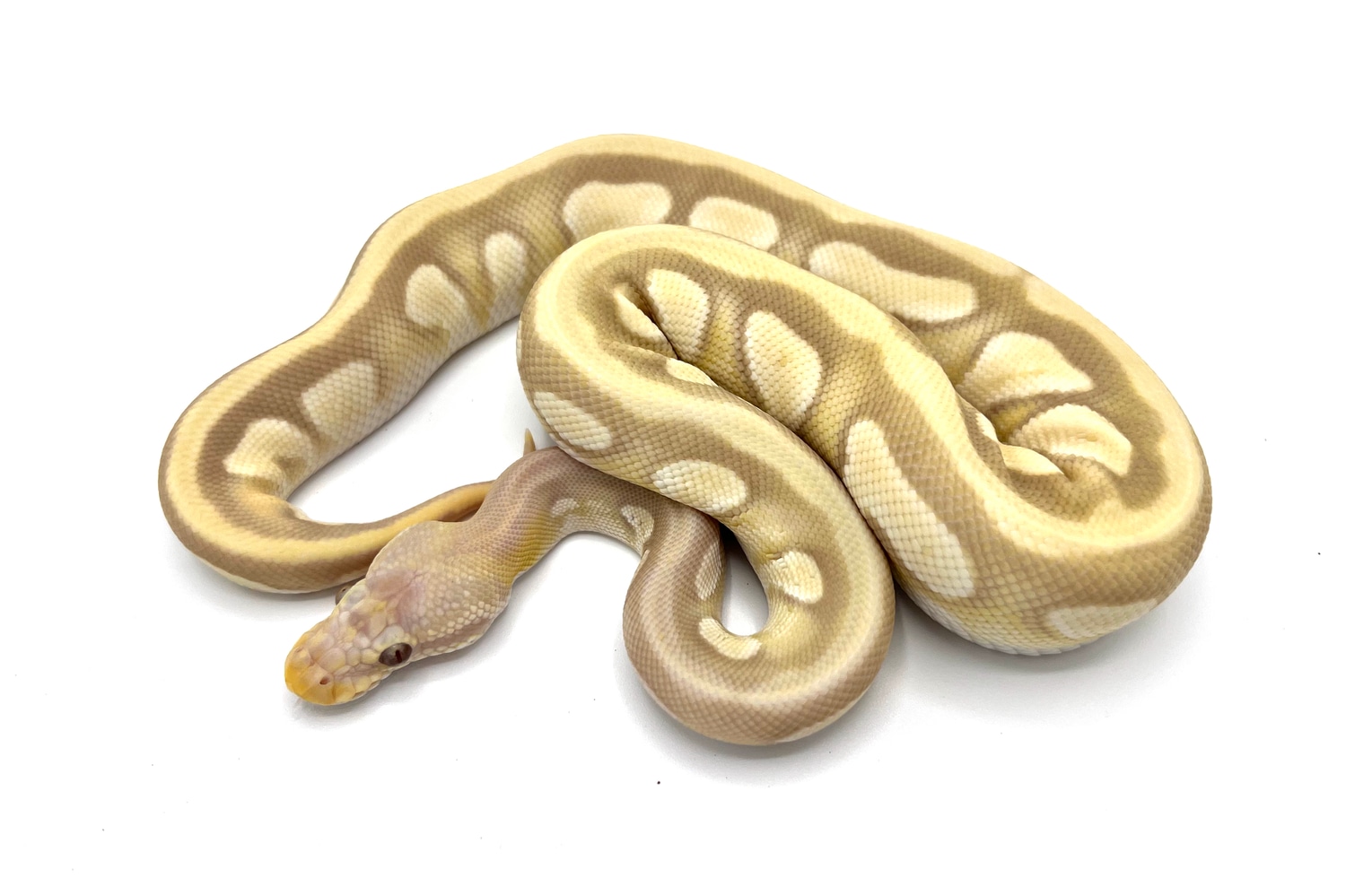 Toffino Pastave Ball Python by Royal Constrictor Designs - MorphMarket