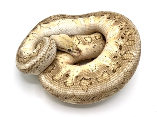 Emperor Pinstripe Crypton Breeder Ball Python by Royal Constrictor Designs