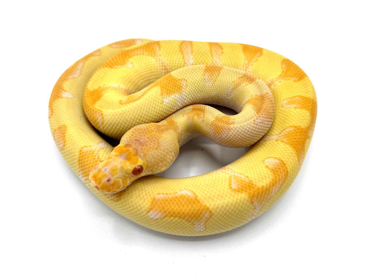 Enchi Albino Clown Ball Python by Royal Constrictor Designs - MorphMarket