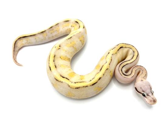 Super Pastel Superstripe Ball Python by Royal Constrictor Designs